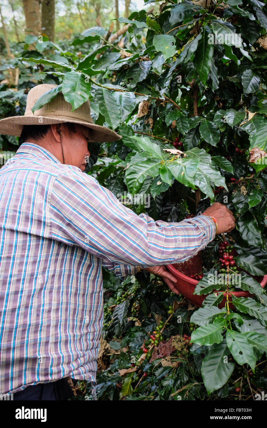Coffee growing on the Bolaven Plateau in Laos Stock Photo - Alamy