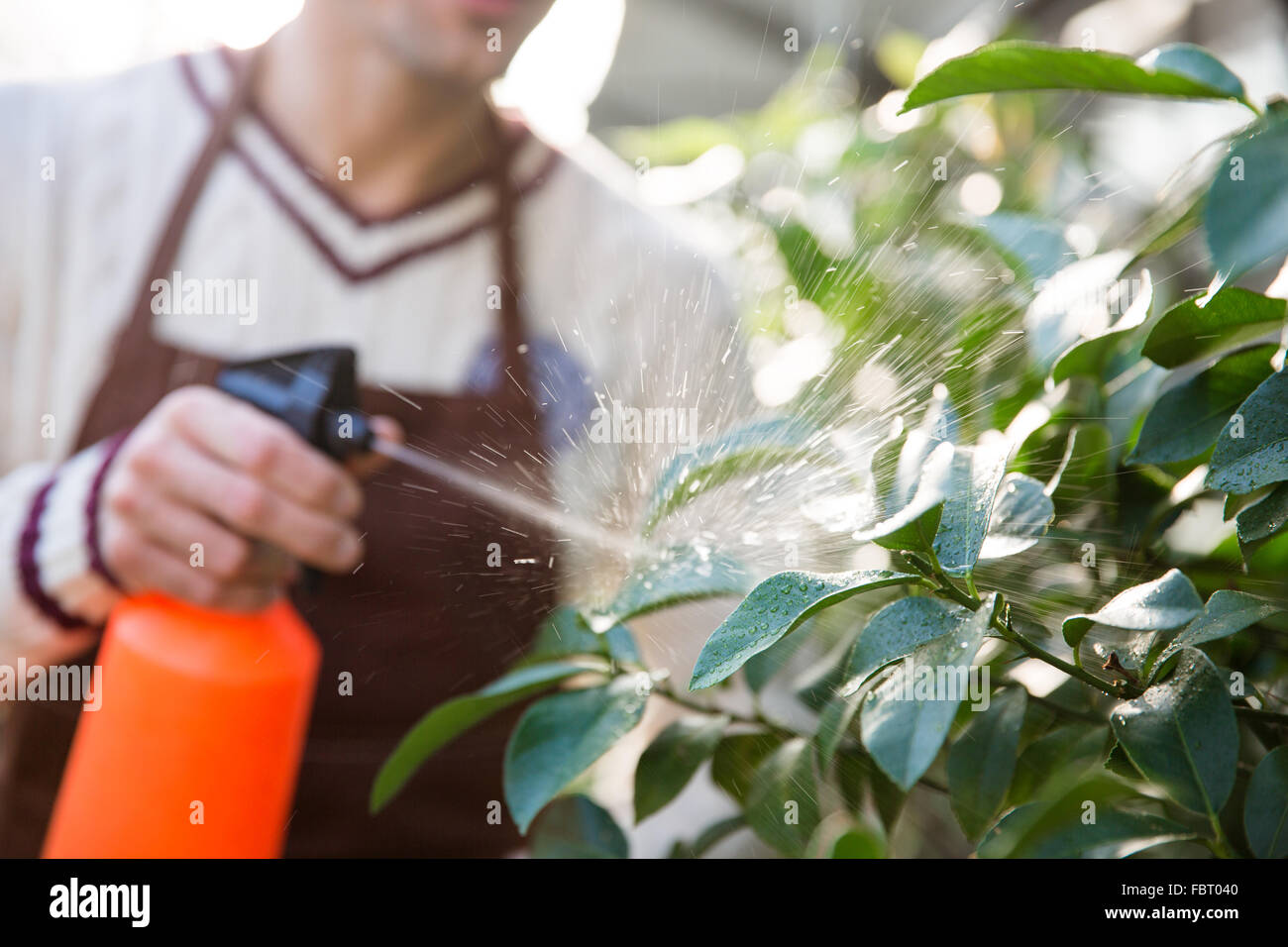 Closeup of man gardener in brown apron spraying plants using water ...