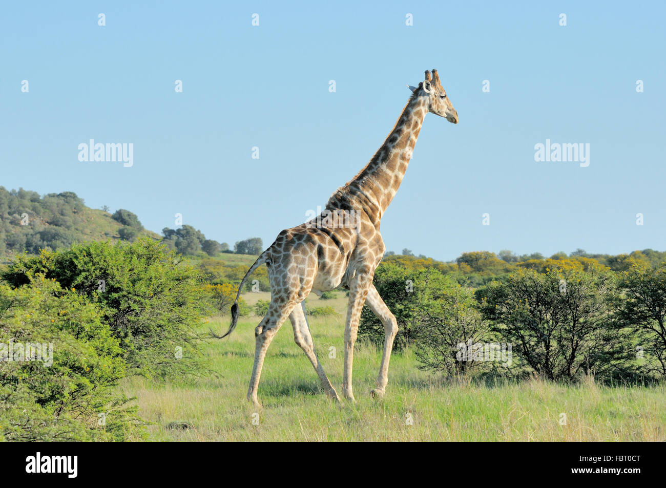 Giraffe in grass and acacia field in South Africa Stock Photo - Alamy
