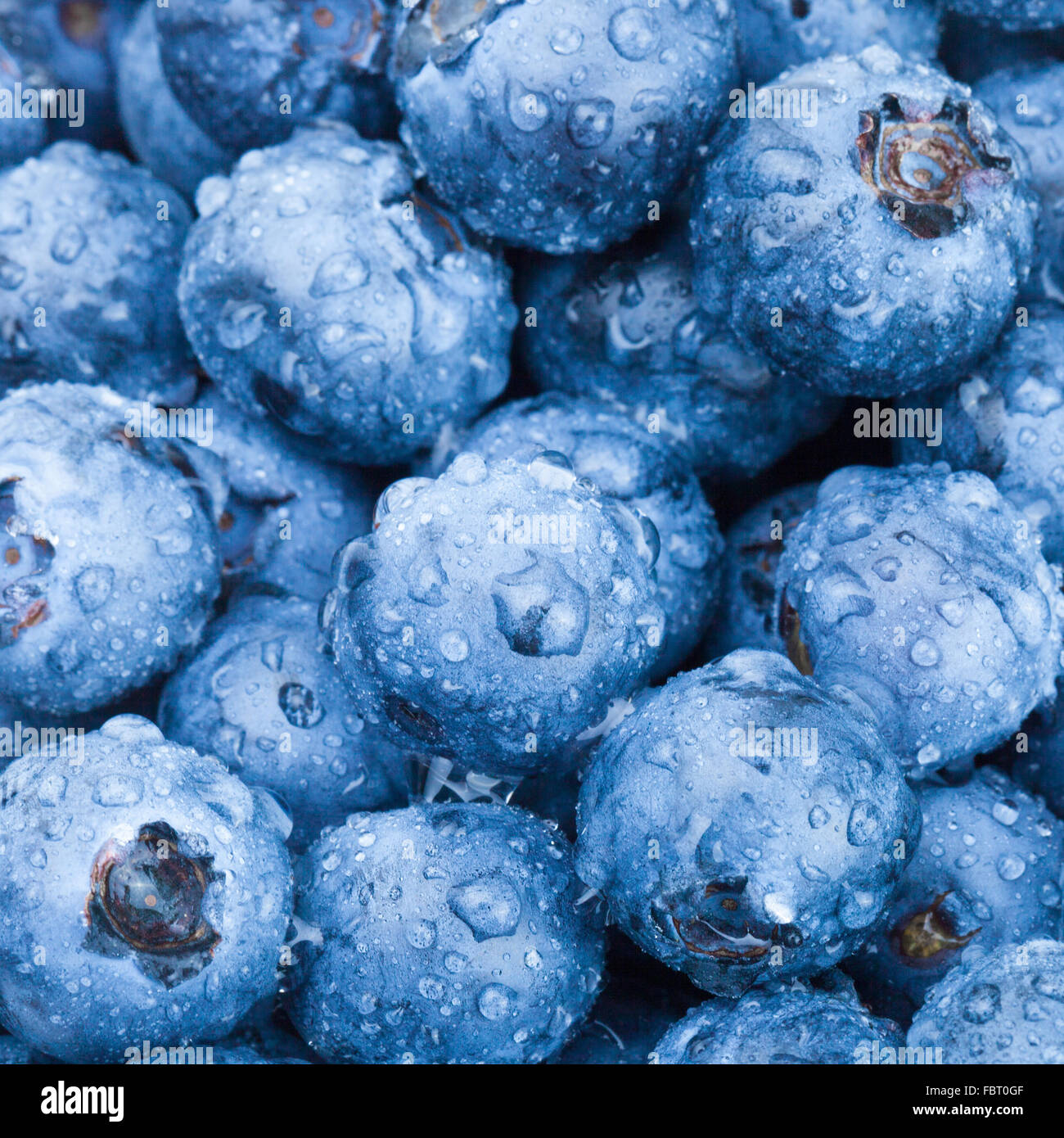 Close up shoot of bunch of freshly picked blueberries Stock Photo - Alamy