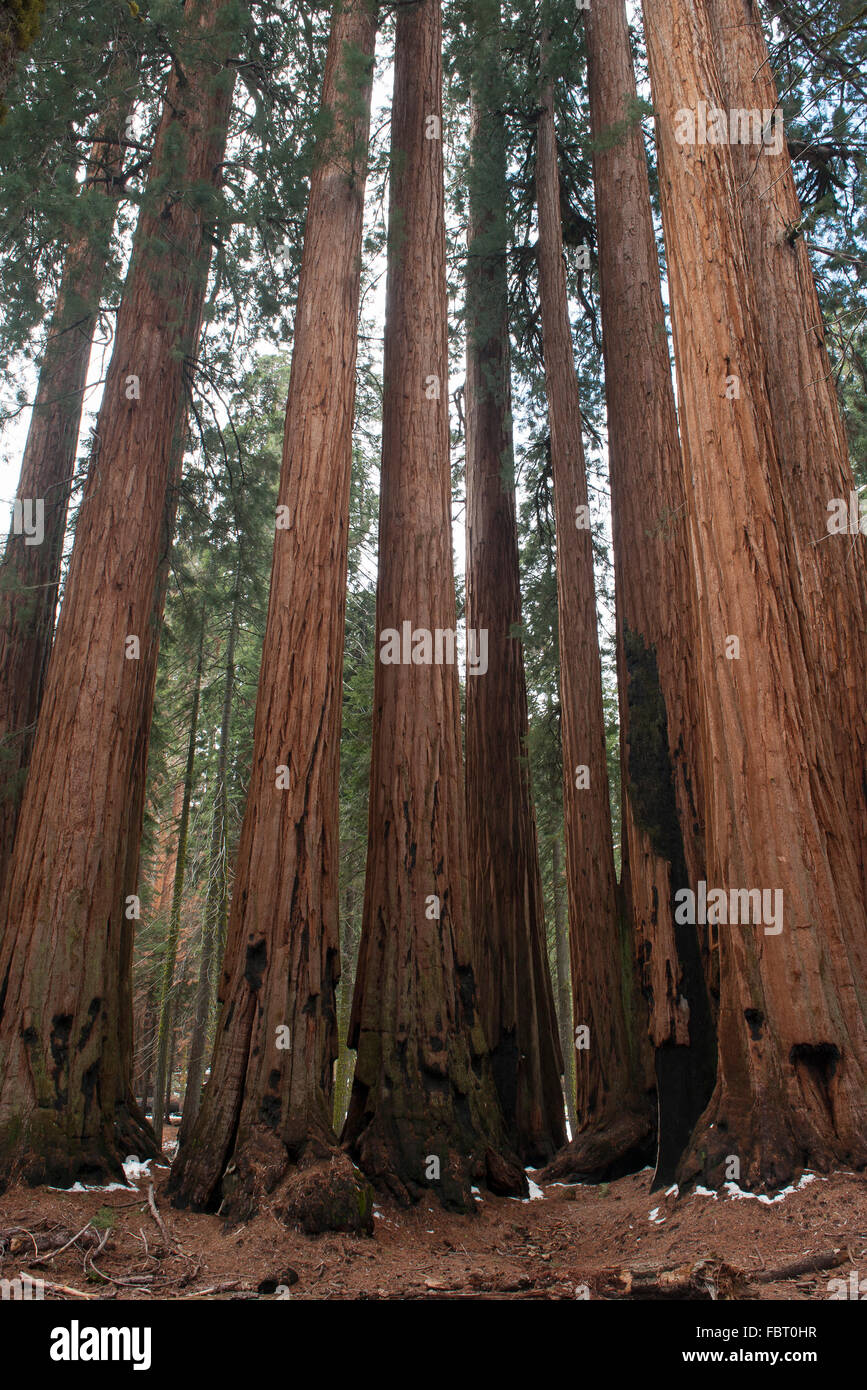Redwood tree people hi-res stock photography and images - Alamy