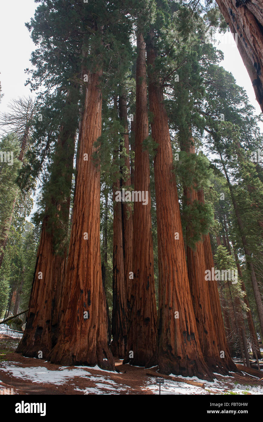 Giant Redwood Trees