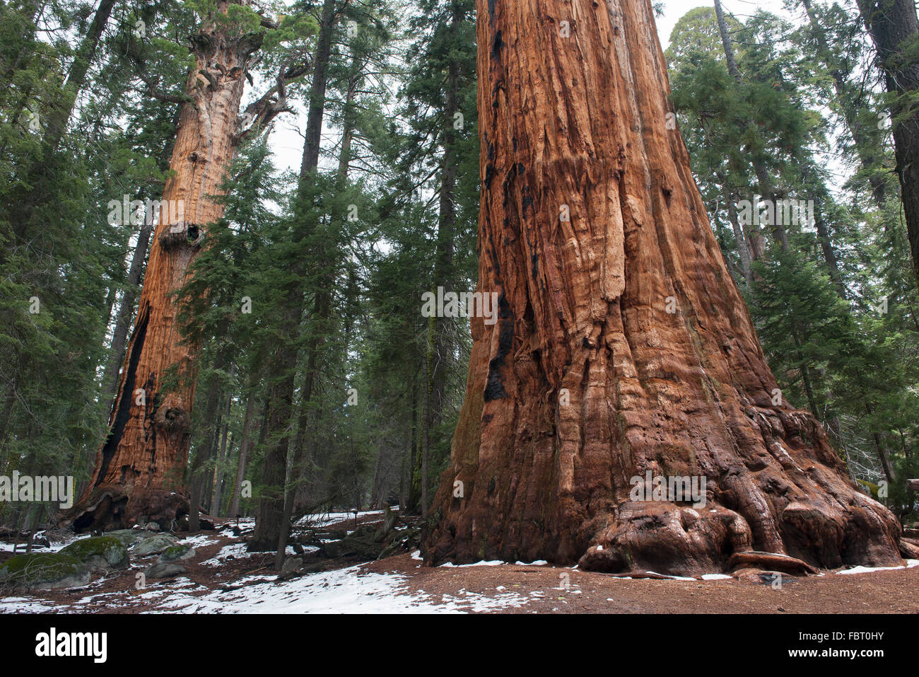 Giant sequoias, Sequoia and Kings Canyon National Parks, California ...