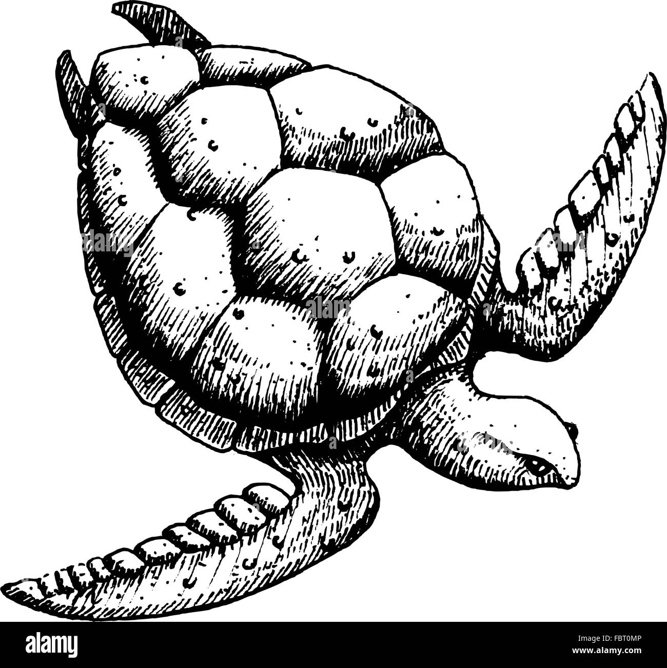 Sea turtle on a white background, sketch Stock Photo - Alamy