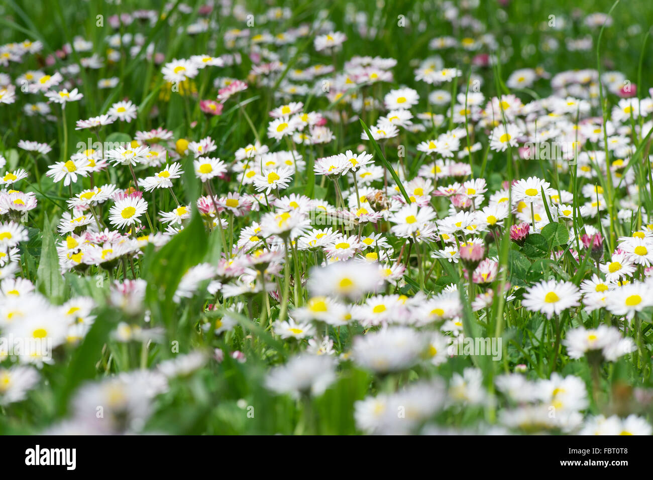 Field of daisies images hi-res stock photography and images - Alamy