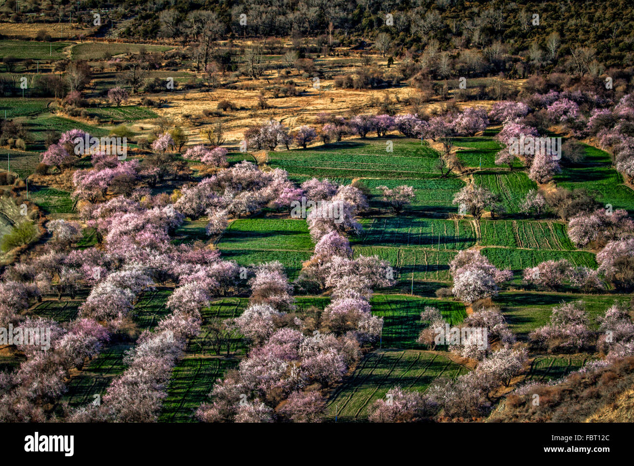 Spring Nyingchi Prefecture Tibet Autonomous Region China Stock Photo ...