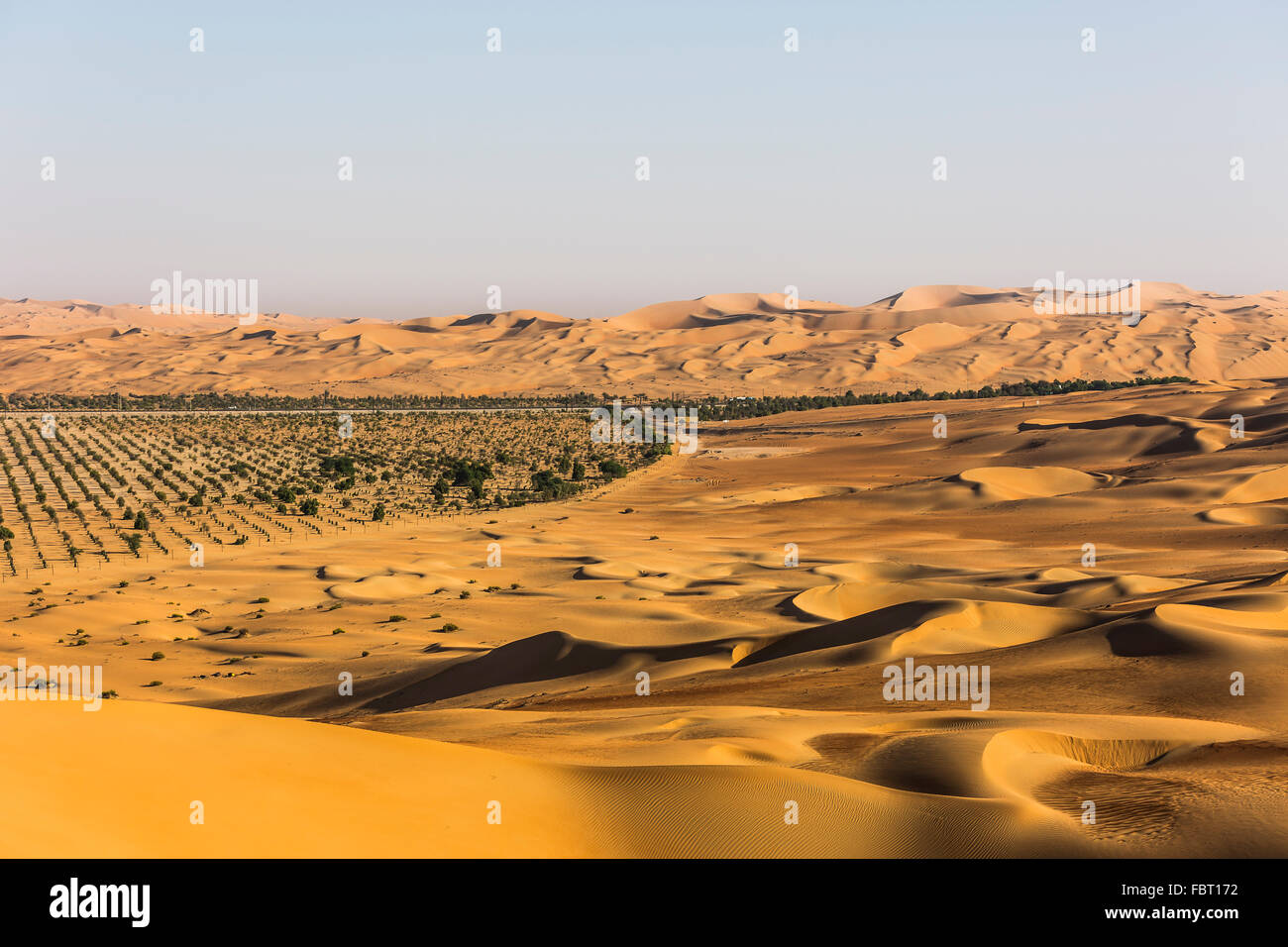 Artificial forest in desert at Al Hamaìm, Rub' al Khali or Empty ...