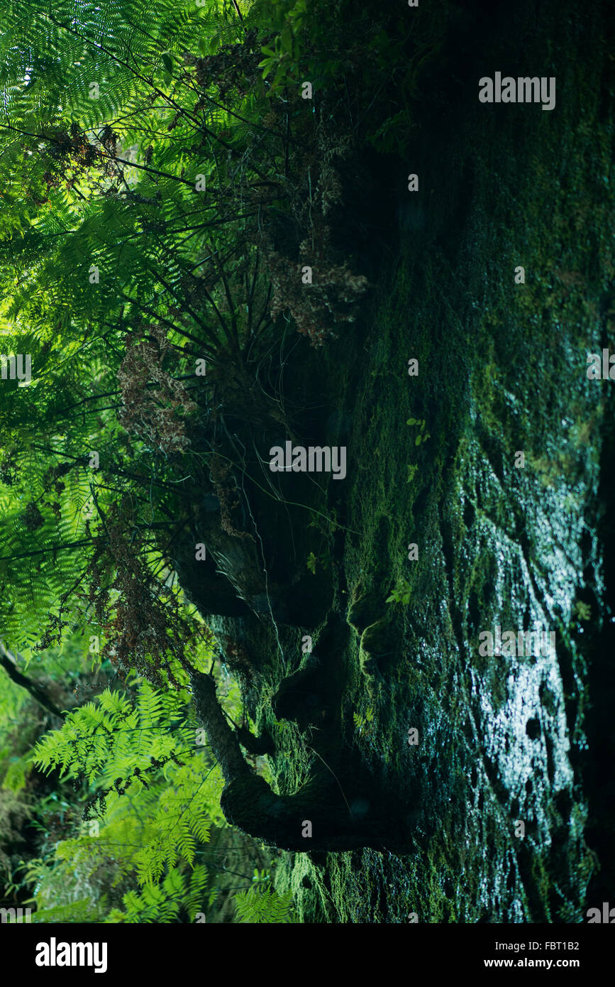 Moss jungle hi-res stock photography and images - Alamy