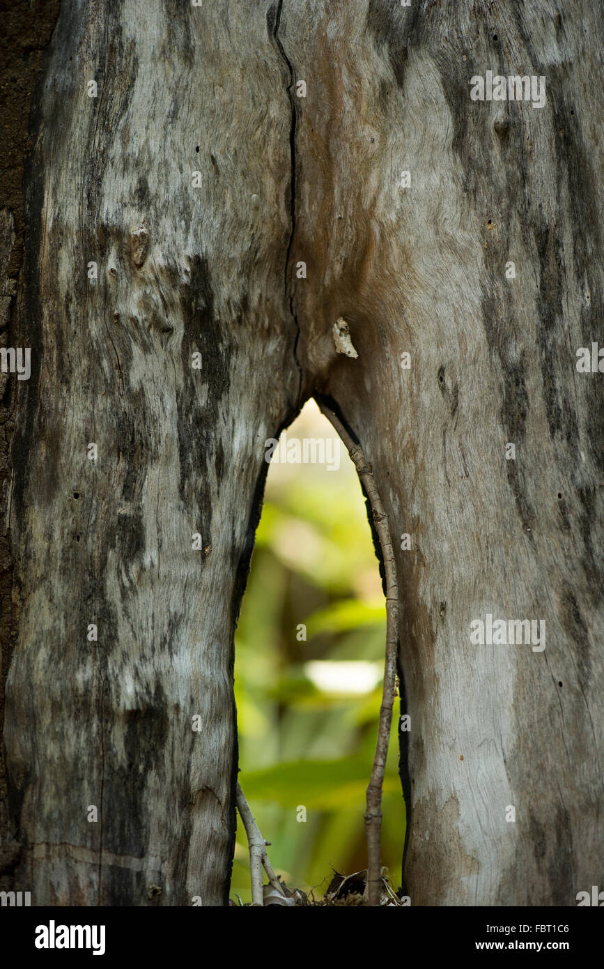 Close-up of mangrove trunk Stock Photo - Alamy