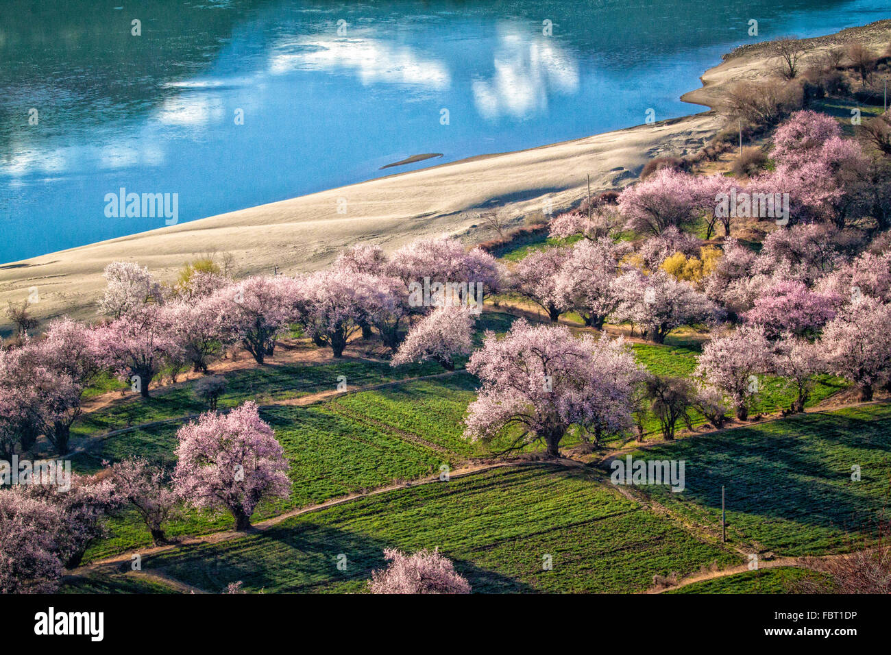 Spring Nyingchi Prefecture Tibet Autonomous Region China Stock Photo ...