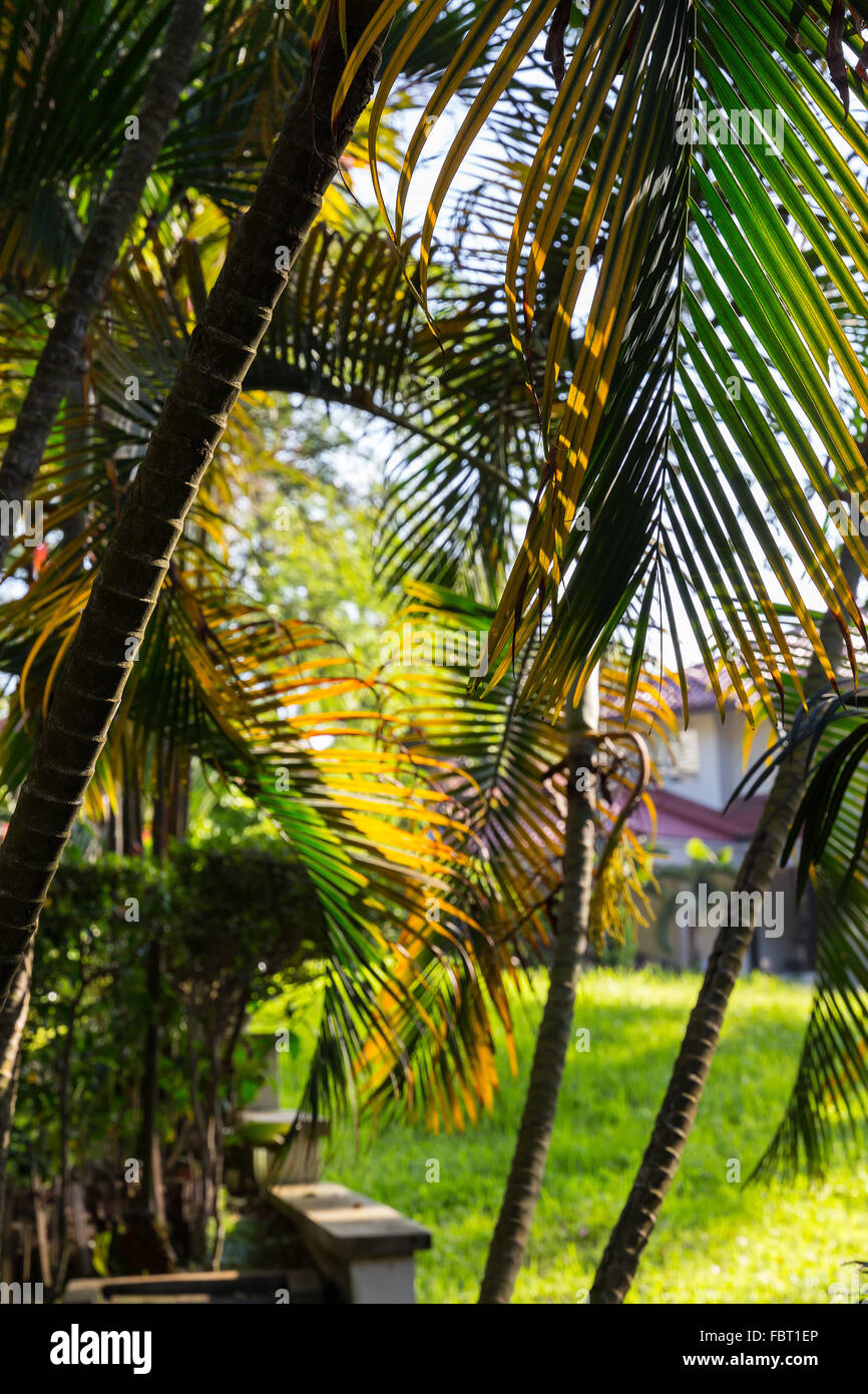 Sun filtering through palm trees. peninsula Malaysia Stock Photo - Alamy