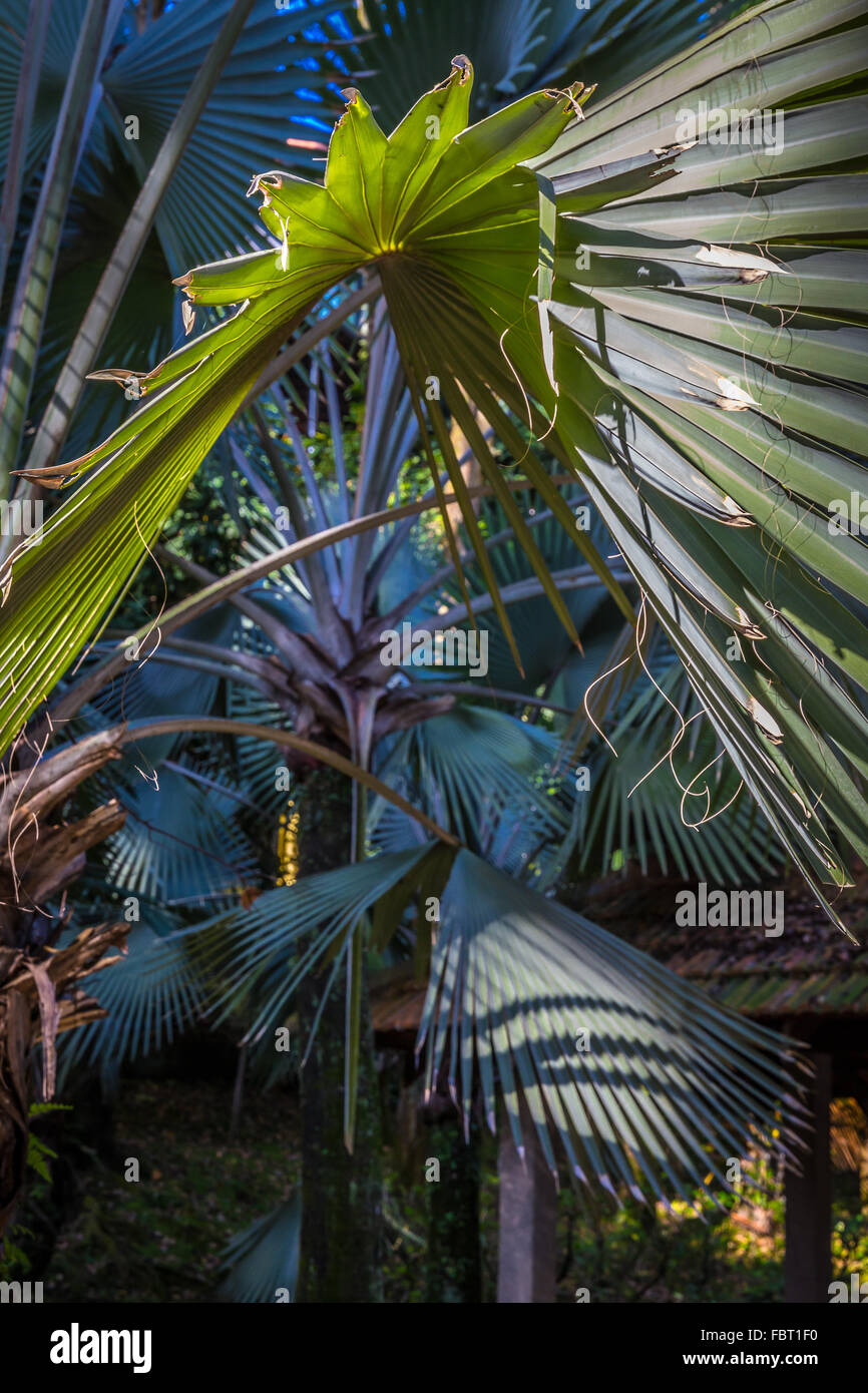 Shape of palm trees leaves. peninsula Malaysia Stock Photo - Alamy