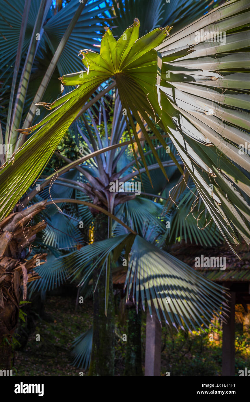 Shape of palm trees leaves. peninsula Malaysia Stock Photo - Alamy