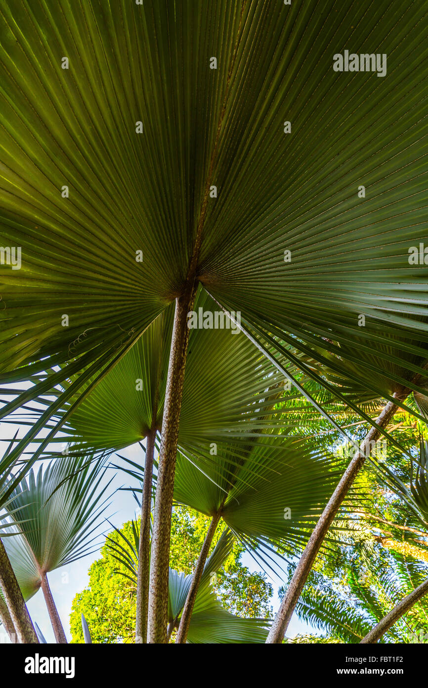 Shape of palm trees leaves. peninsula Malaysia Stock Photo - Alamy
