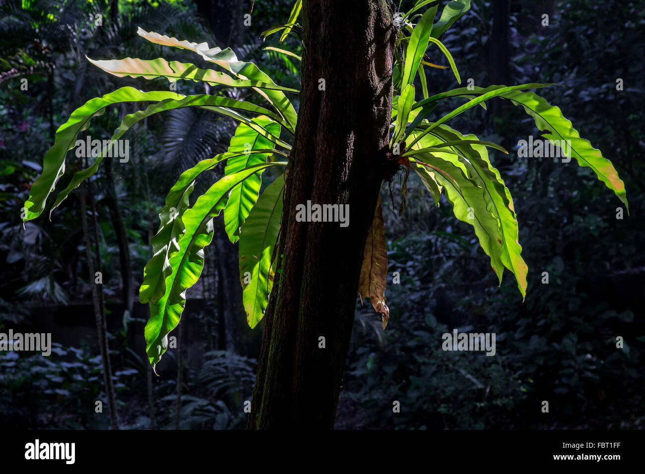 Fern trunk hi-res stock photography and images - Alamy