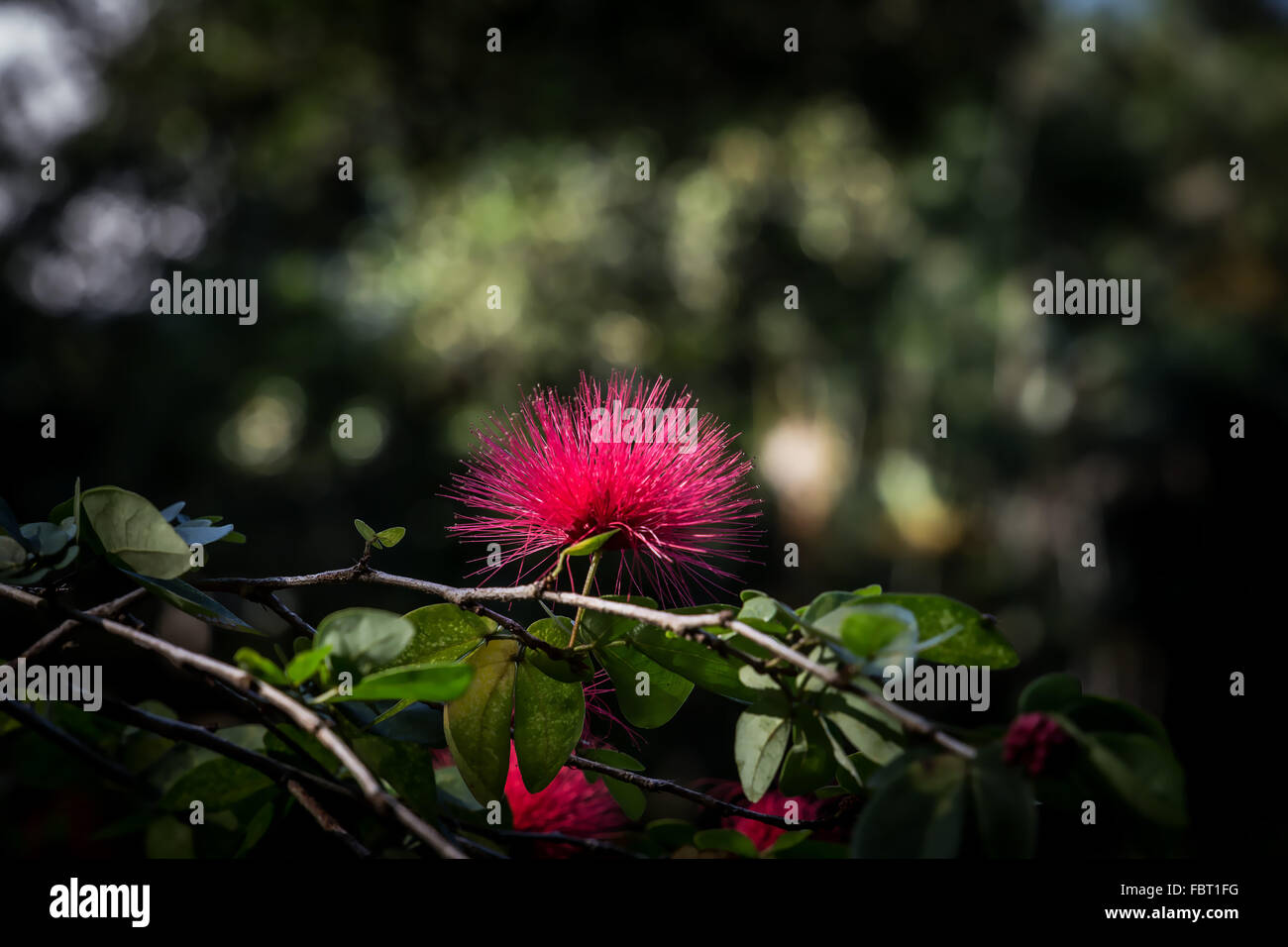 Beautiful Calliandra Flower, Sierramas, Malaysia Stock Photo - Alamy