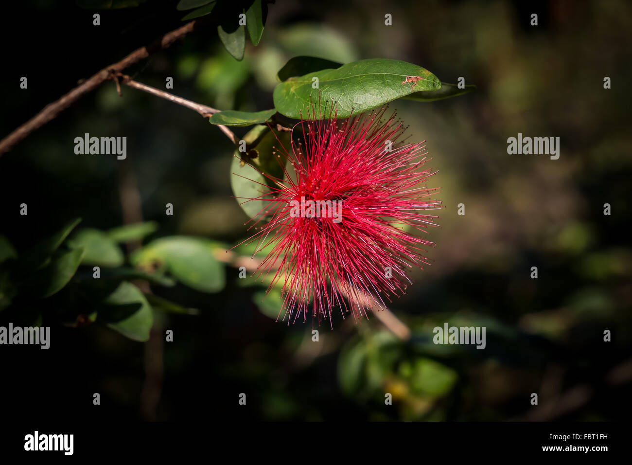 Calliandra flower hi-res stock photography and images - Alamy