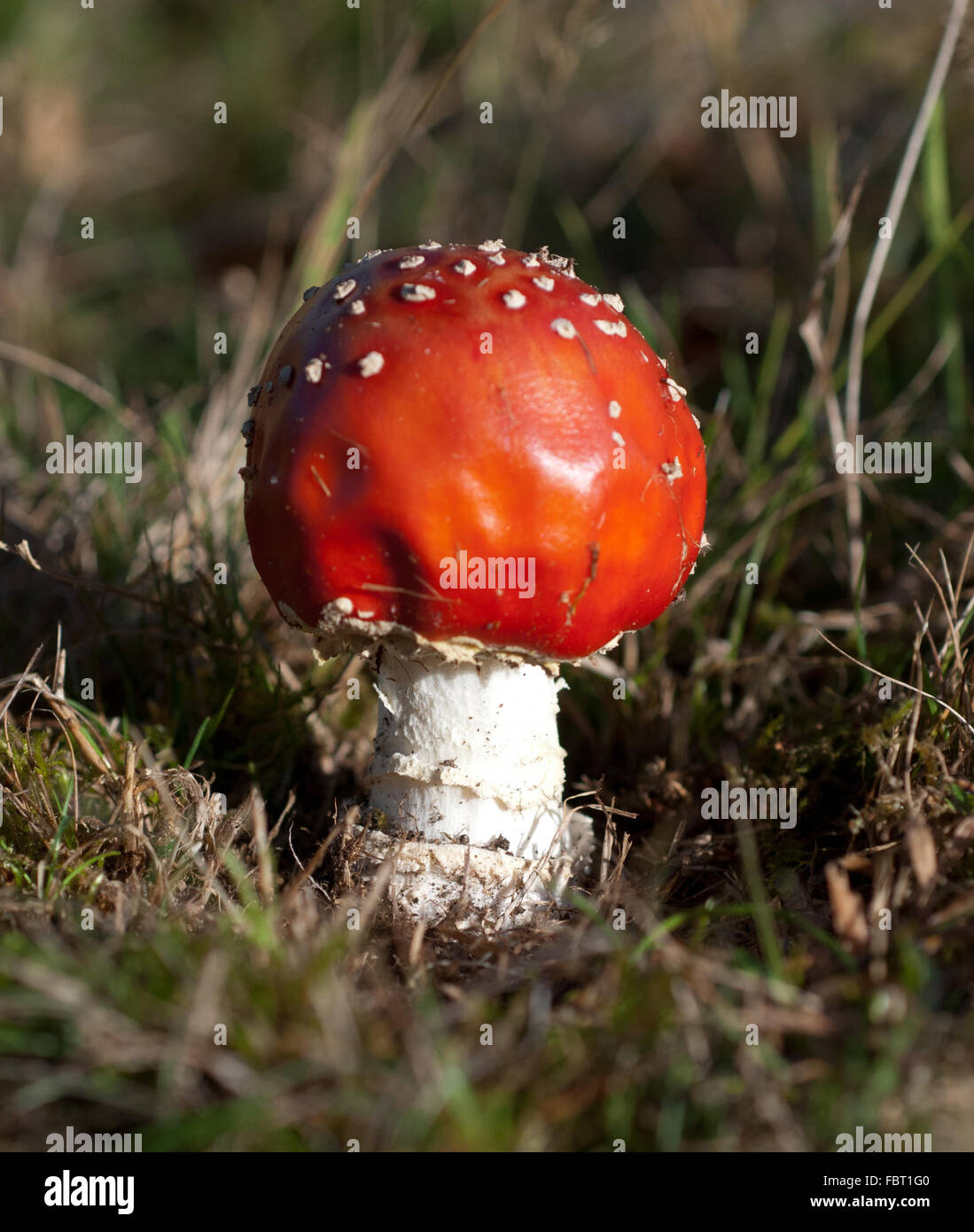Red spotty mushroom hi-res stock photography and images - Alamy