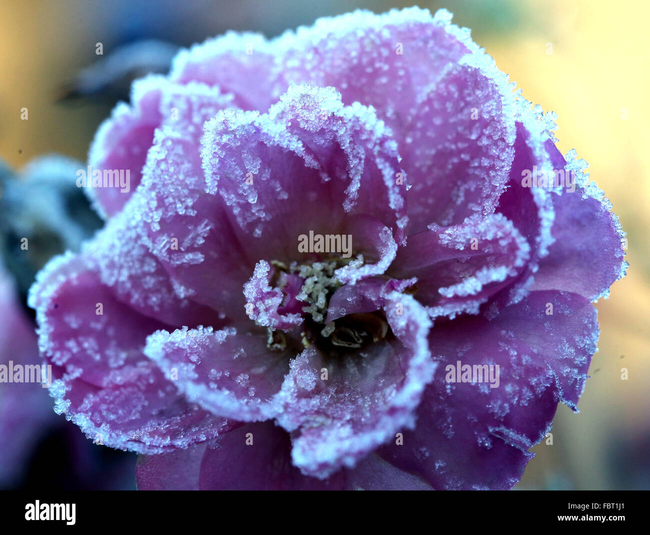 Muelheim, Germany. 19th Jan, 2016. Ice crystals have formed on rose ...