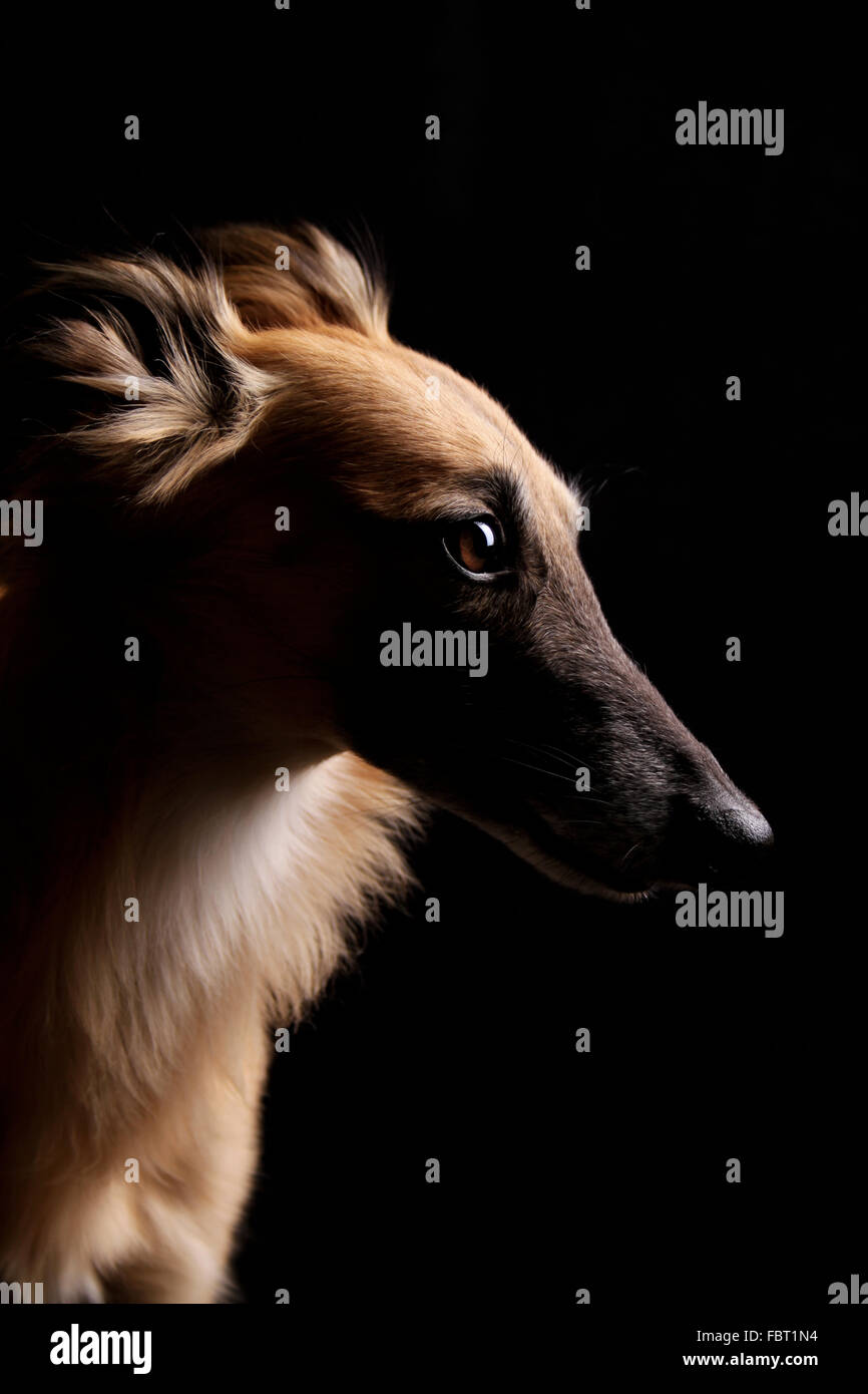 Silken Wind Sprite, male, portrait against black background Stock Photo ...