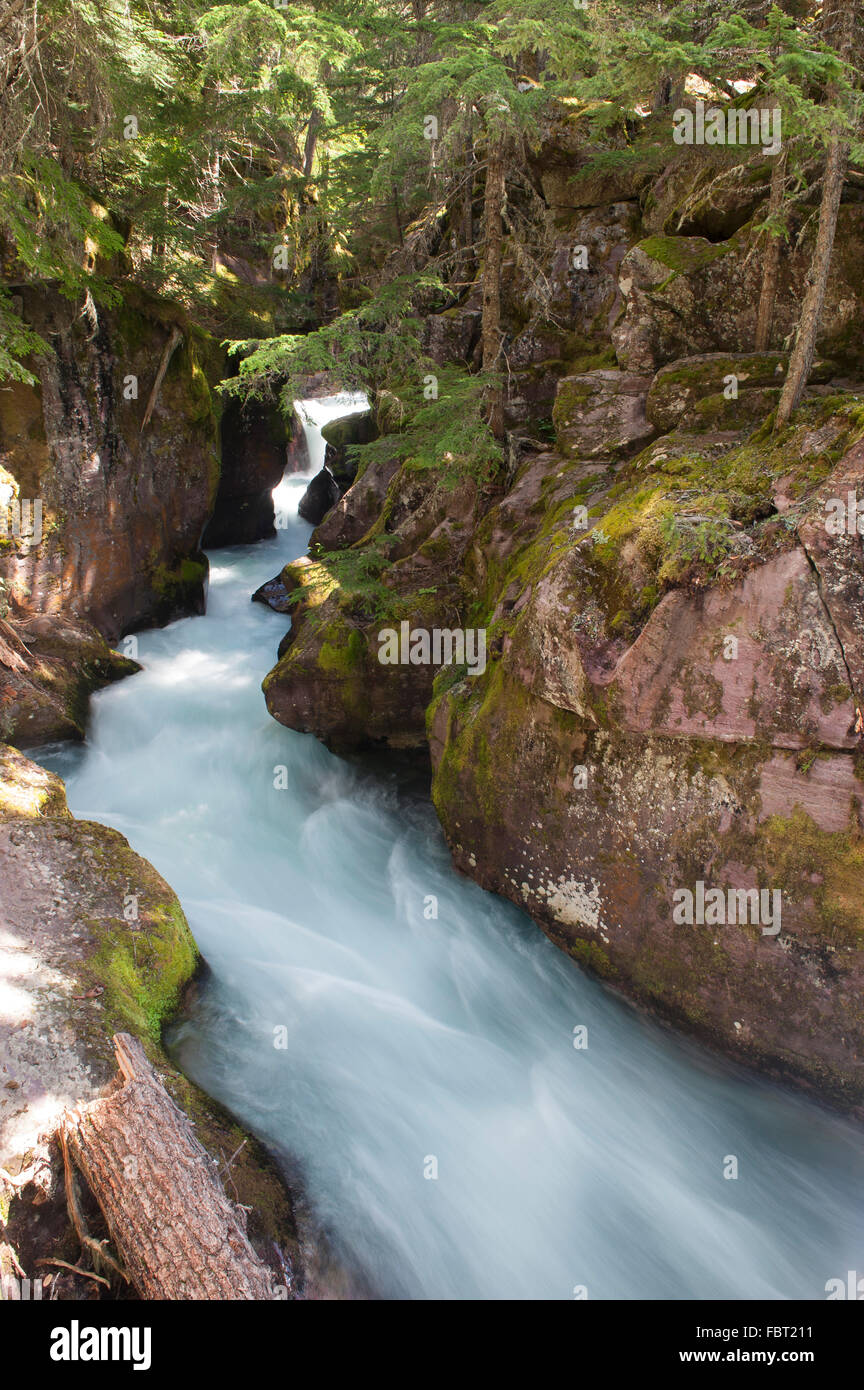Stream flowing through woods in Glacier National Park, Montana, USA ...