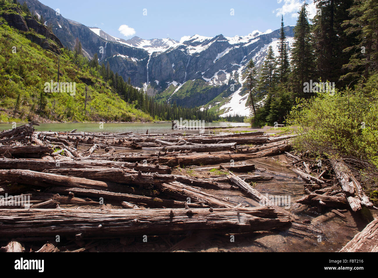 Beaver dam in mountain pond, Glacier National Park, Montana, USA Stock ...