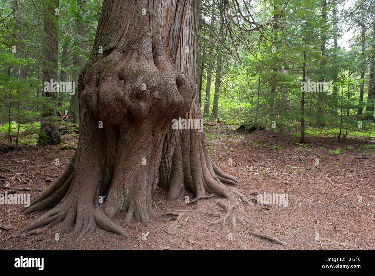 Tree trunk with large burl Stock Photo - Alamy