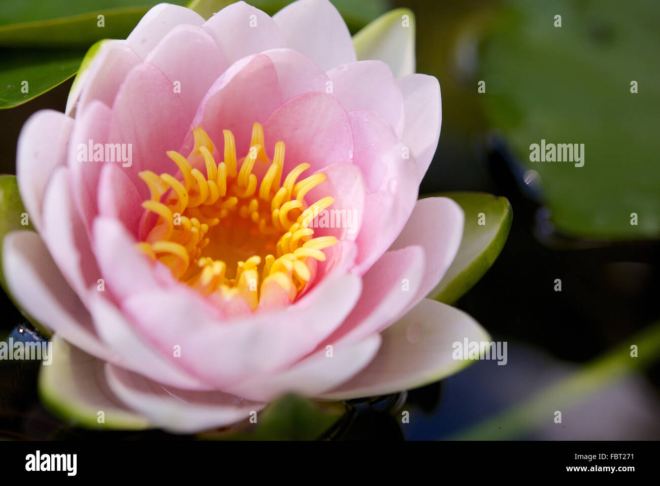 Pink water lily Stock Photo - Alamy