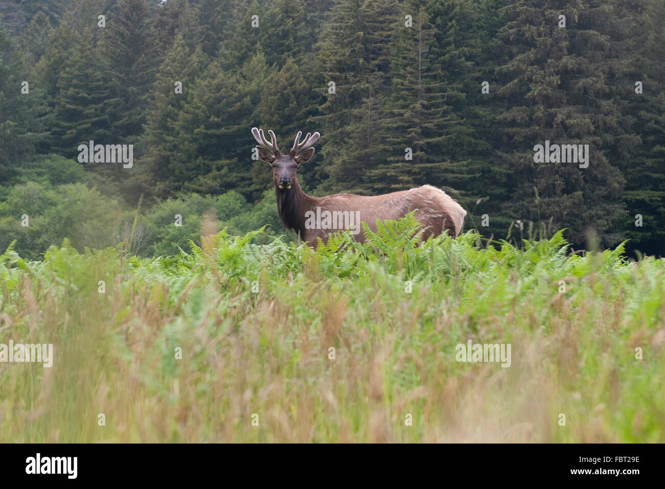 Roosevelt elk bull, Redwood National Park, California, USA Stock Photo ...