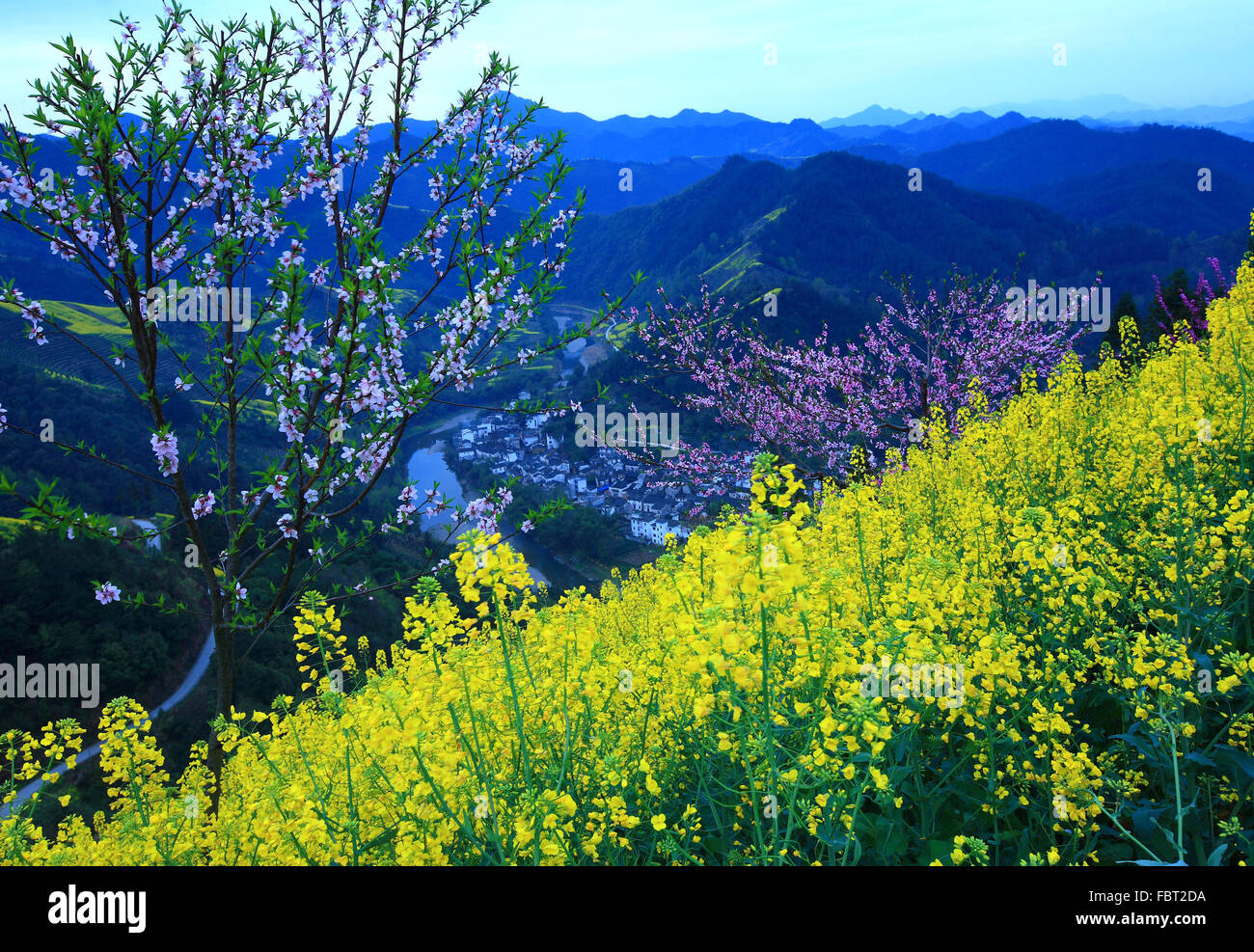 Rape Flower XiaTai Shi Tan She County Anhui Province China Stock Photo ...