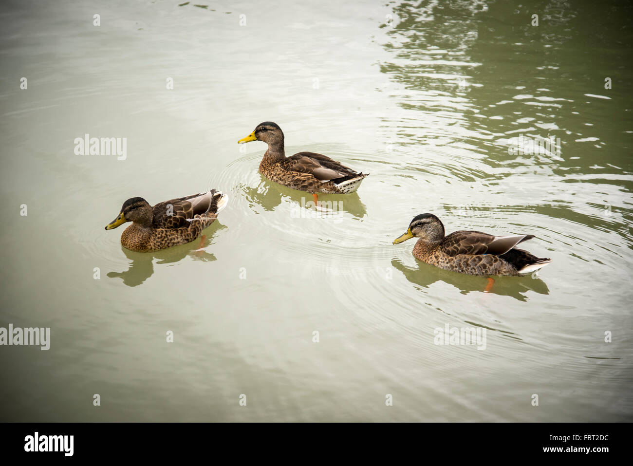 Ducks, Chauvigny. France Stock Photo - Alamy