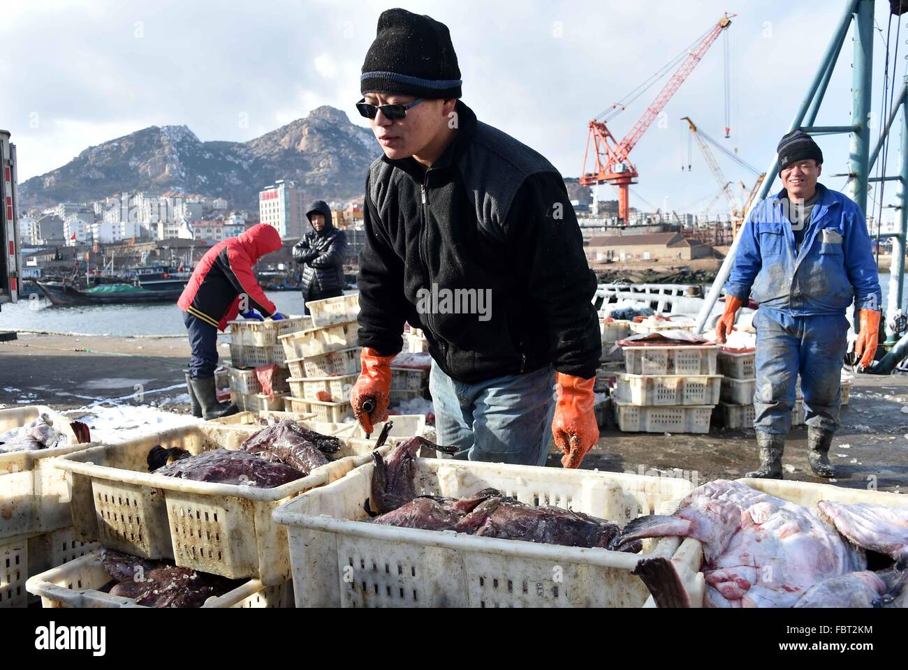 Rongcheng, China's Shandong Province. 19th Jan, 2016. Fishermen carry ...