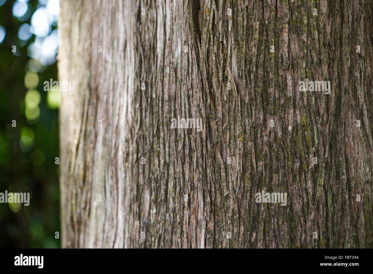 Close-up of tree bark Stock Photo - Alamy