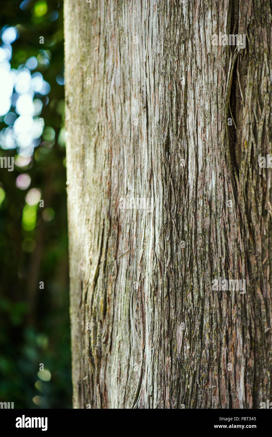 Cedar nobody plants tree hi-res stock photography and images - Alamy