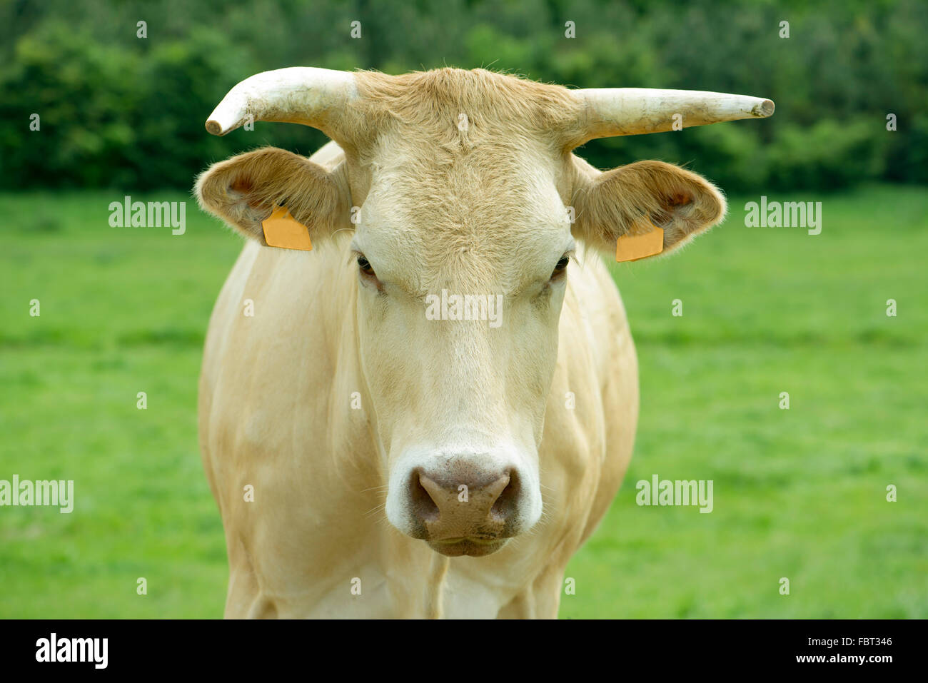 Cattle without horn cattle hi-res stock photography and images - Alamy