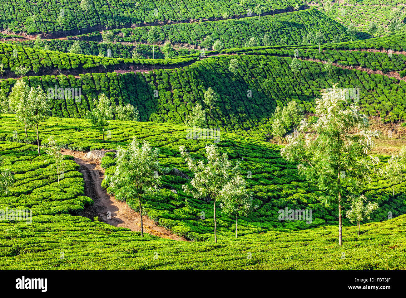Beautiful tea plantations in hi-res stock photography and images - Alamy