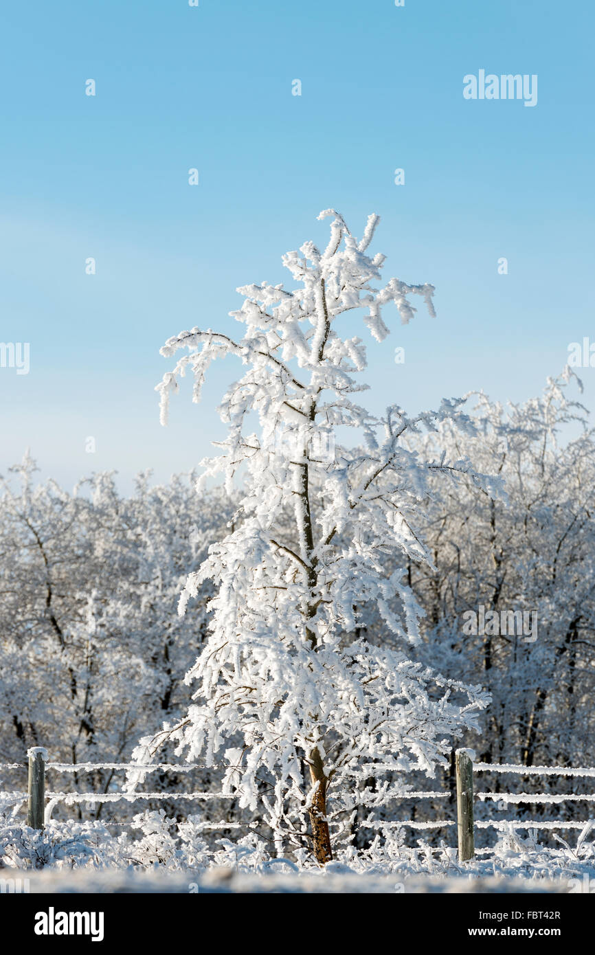 Frost trees hi-res stock photography and images - Alamy