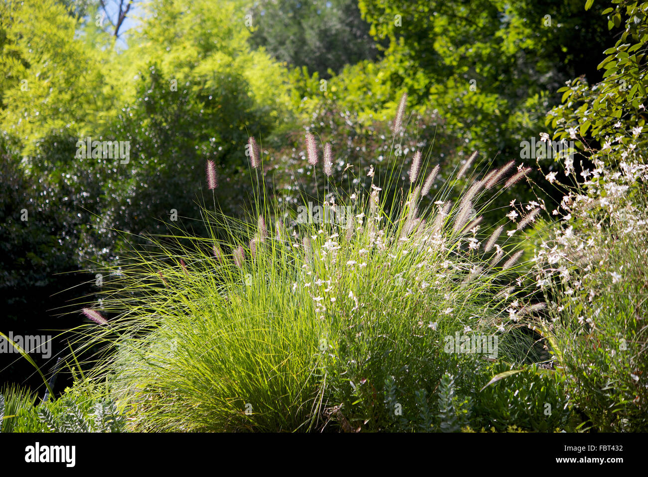 Ornamental grass in garden Stock Photo - Alamy