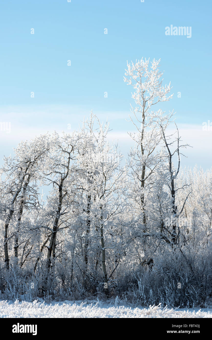 Frost on trees in Alberta, Canada Stock Photo - Alamy