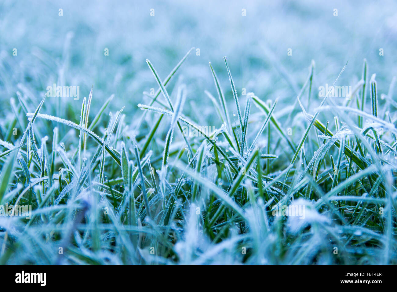 Frost on grass Stock Photo - Alamy