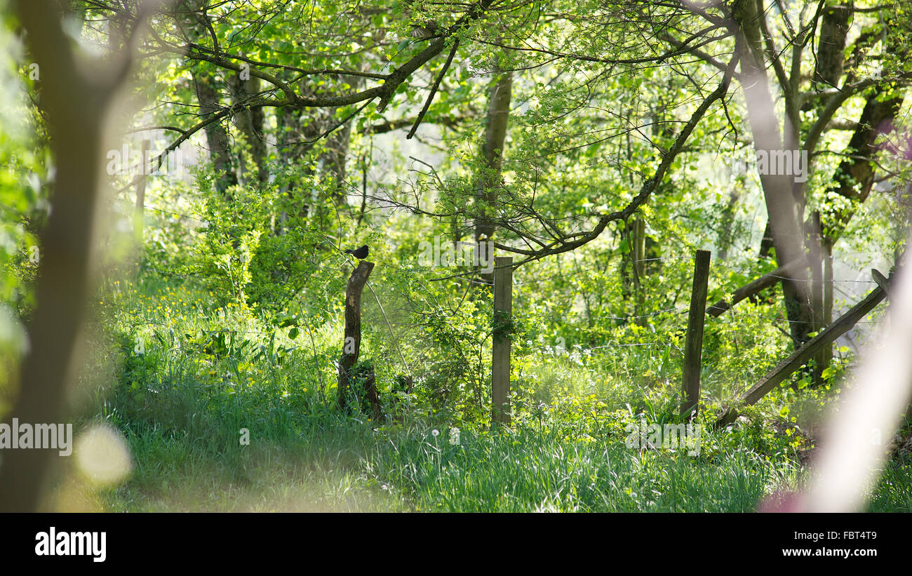 Bird woods hi-res stock photography and images - Alamy