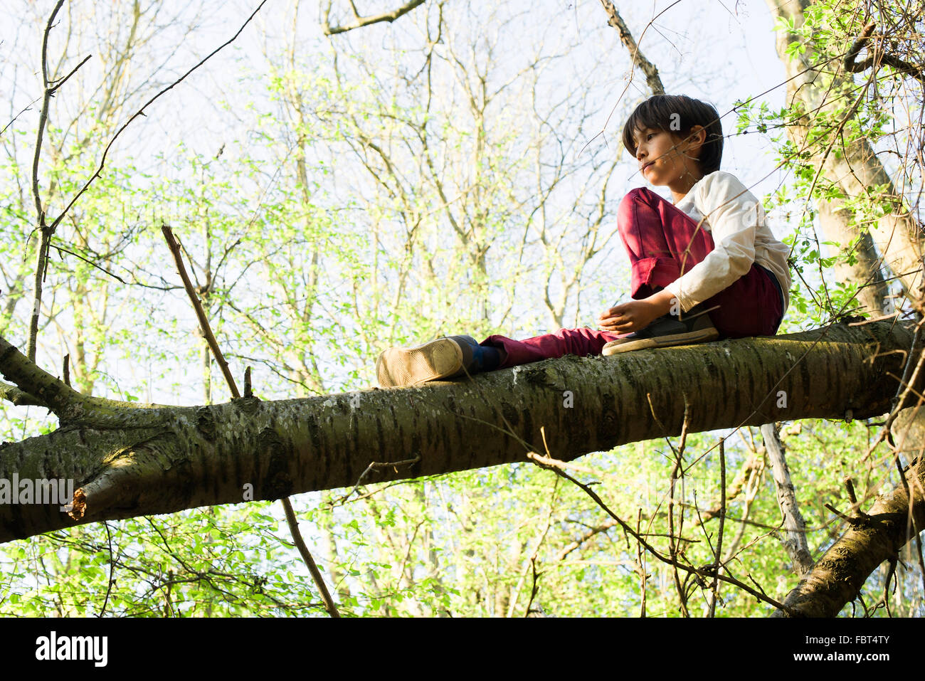Boy sitting on tree branch Stock Photo - Alamy