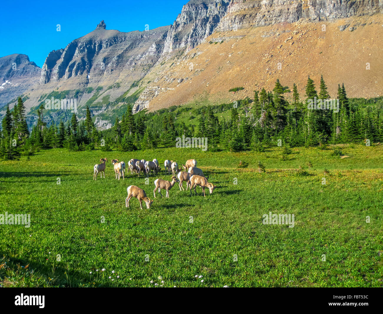 Herd of Mountain Goats Stock Photo - Alamy