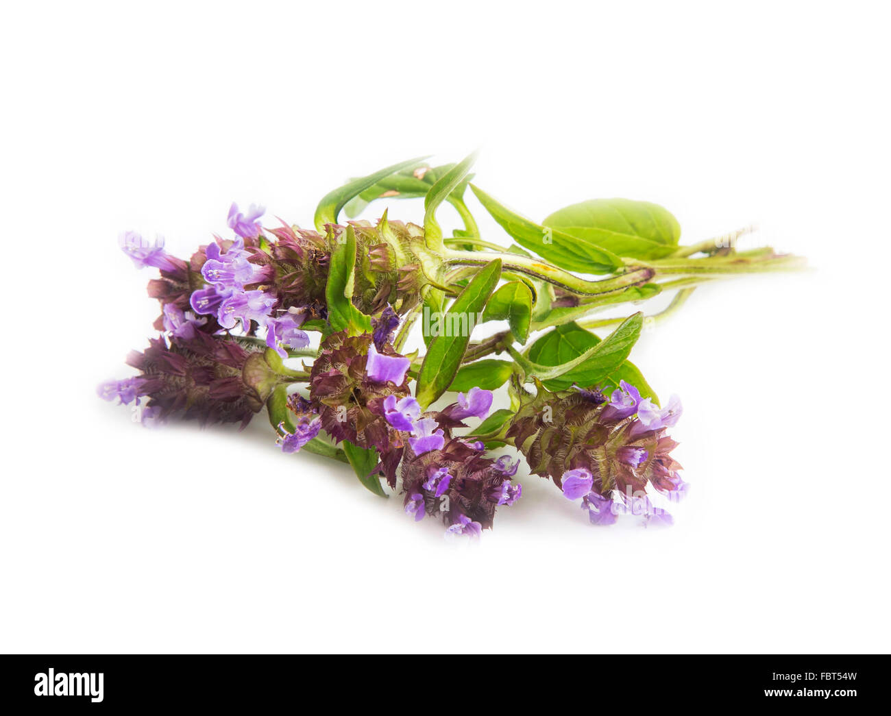 Wild thyme herb isolated on white Stock Photo - Alamy
