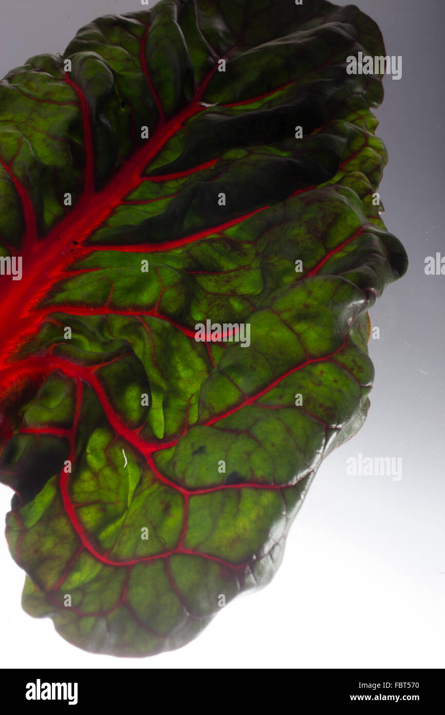 Red chard bright leaf Stock Photo - Alamy