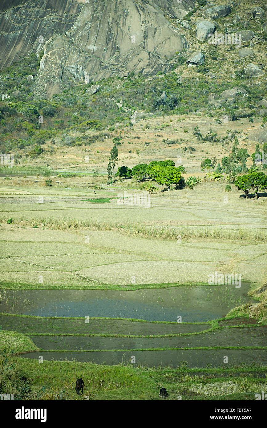 Overhead view of rice fields hi-res stock photography and images - Alamy