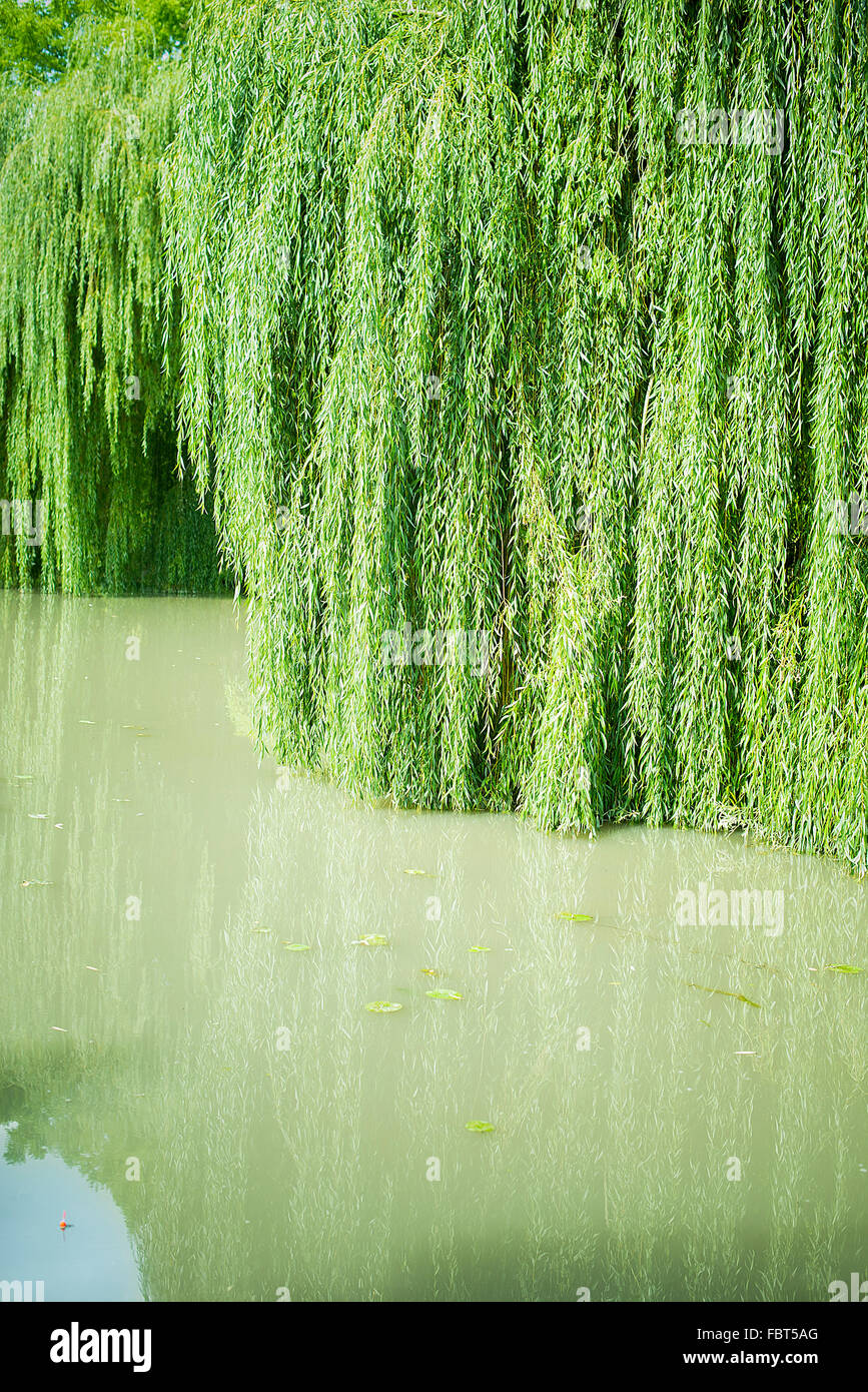 Willow growing in water Stock Photo - Alamy