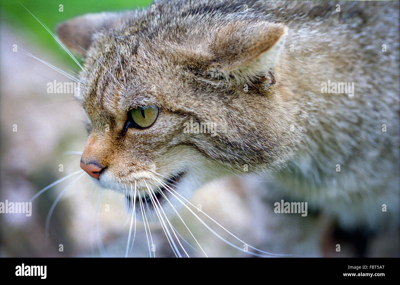 The British Wildlife Centre at Newchapel, Lingfield, Surrey: A British ...