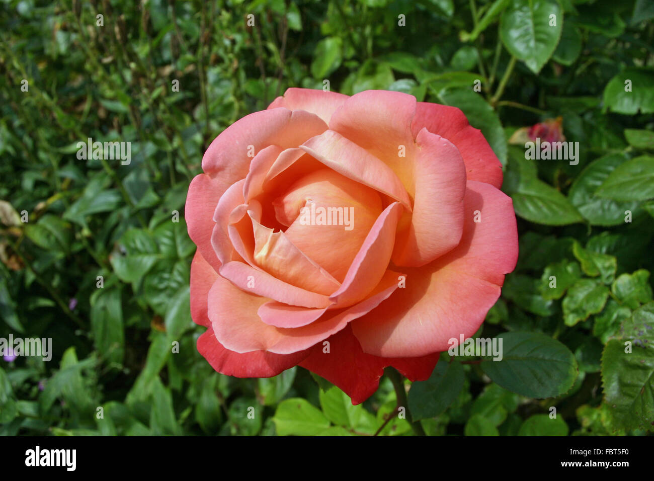 Standard rose hi-res stock photography and images - Alamy