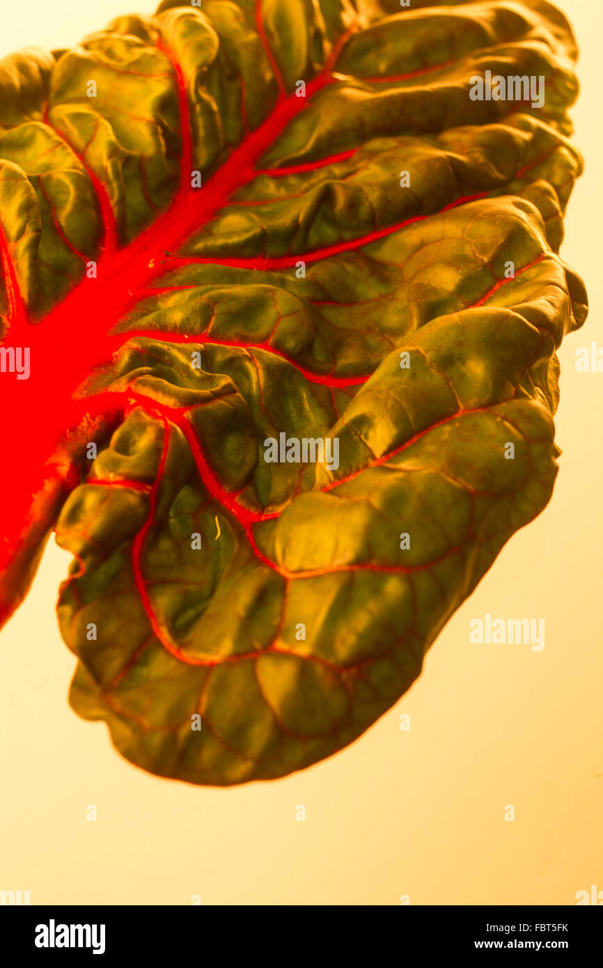 Red chard bright leaf Stock Photo - Alamy